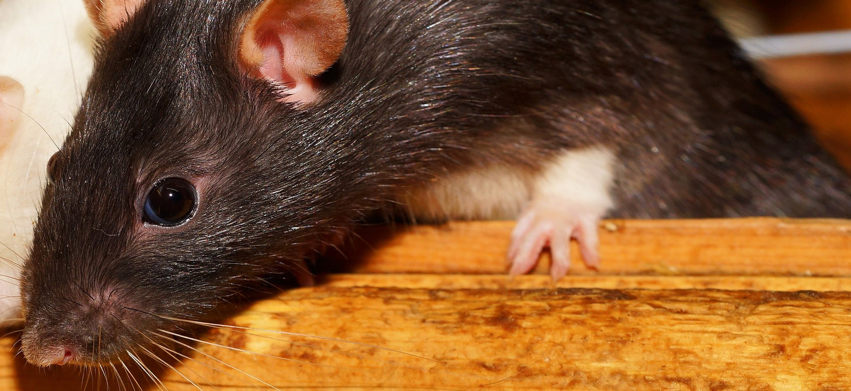 Rattenplage - was die Stadt Hilden unternimmt