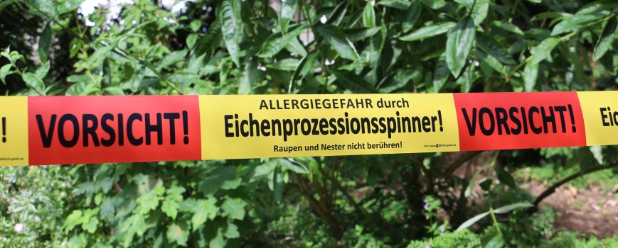Warnung vor dem Eichenprozessionsspinner >